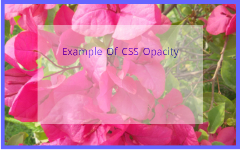 সিএসএস অপসিটি - CSS Opacity
